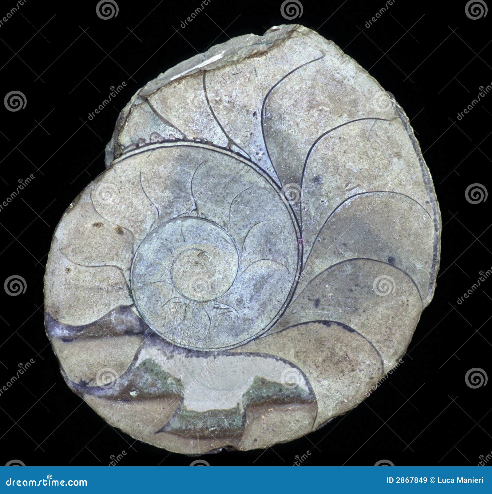 Ammonites stock image. Image of abstract, fossil, museum - 2867849