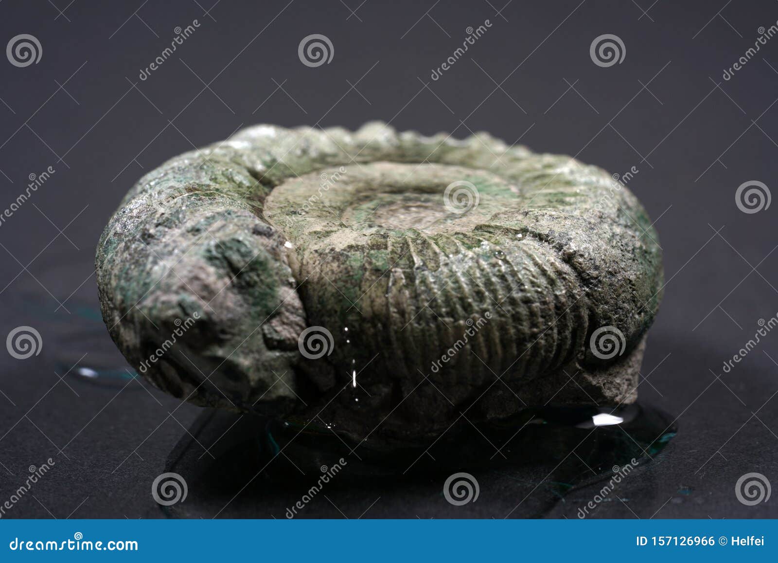 The Ammonites Anct Subgroup of Cephalopods. Stock Photo - Image of ...