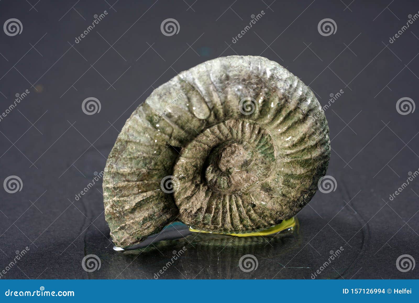 The Ammonites Anct Subgroup of Cephalopods. Stock Photo - Image of ...