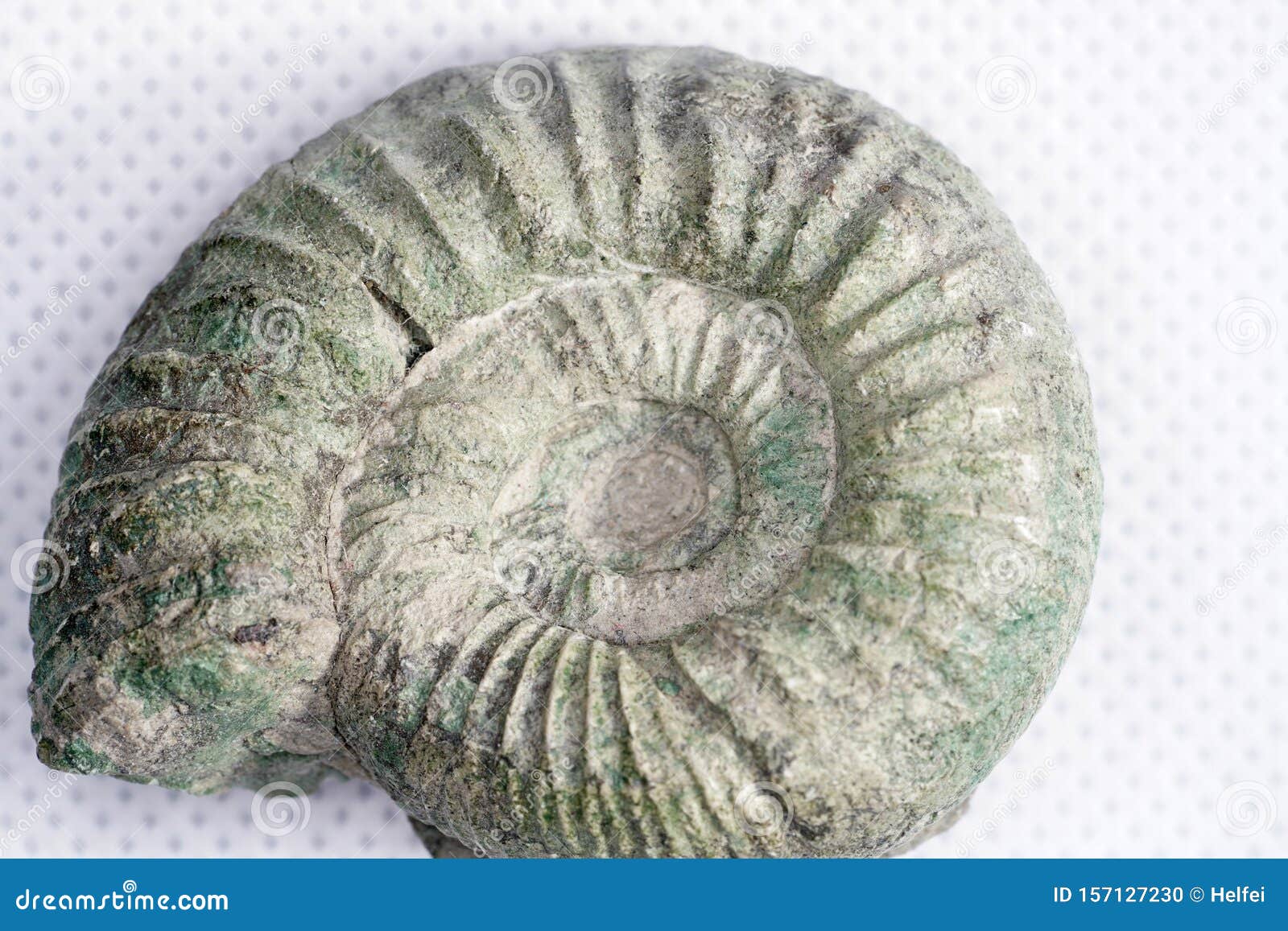 Prehistoric Cephalopods. Octopus Or Squid Fossils Stock Image ...