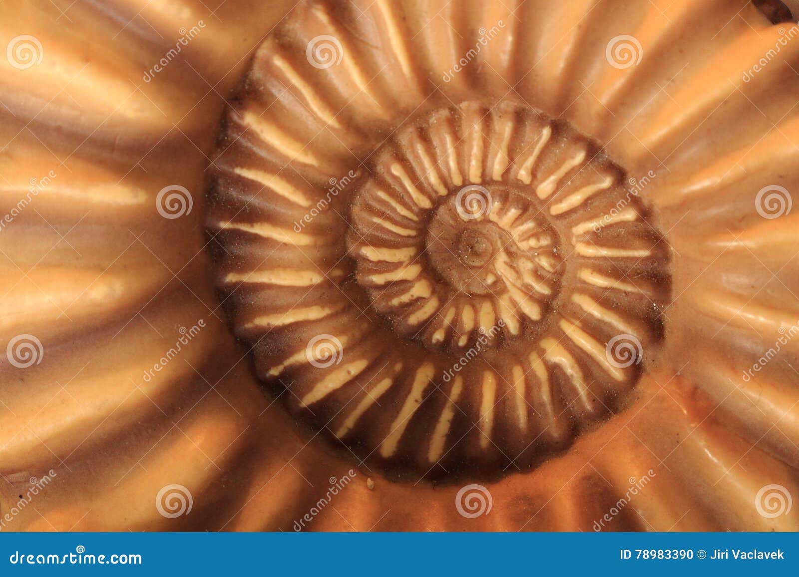 Ammonites Fossil Background Stock Photo - Image of abstract, marine ...