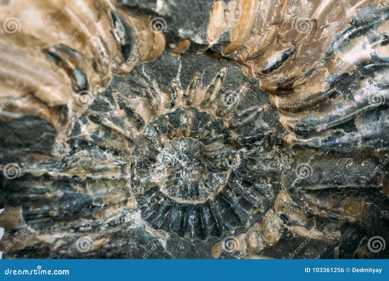 Ammonites Fossil Shell Large Spiral - Extinct Subclass of Cephalopod ...