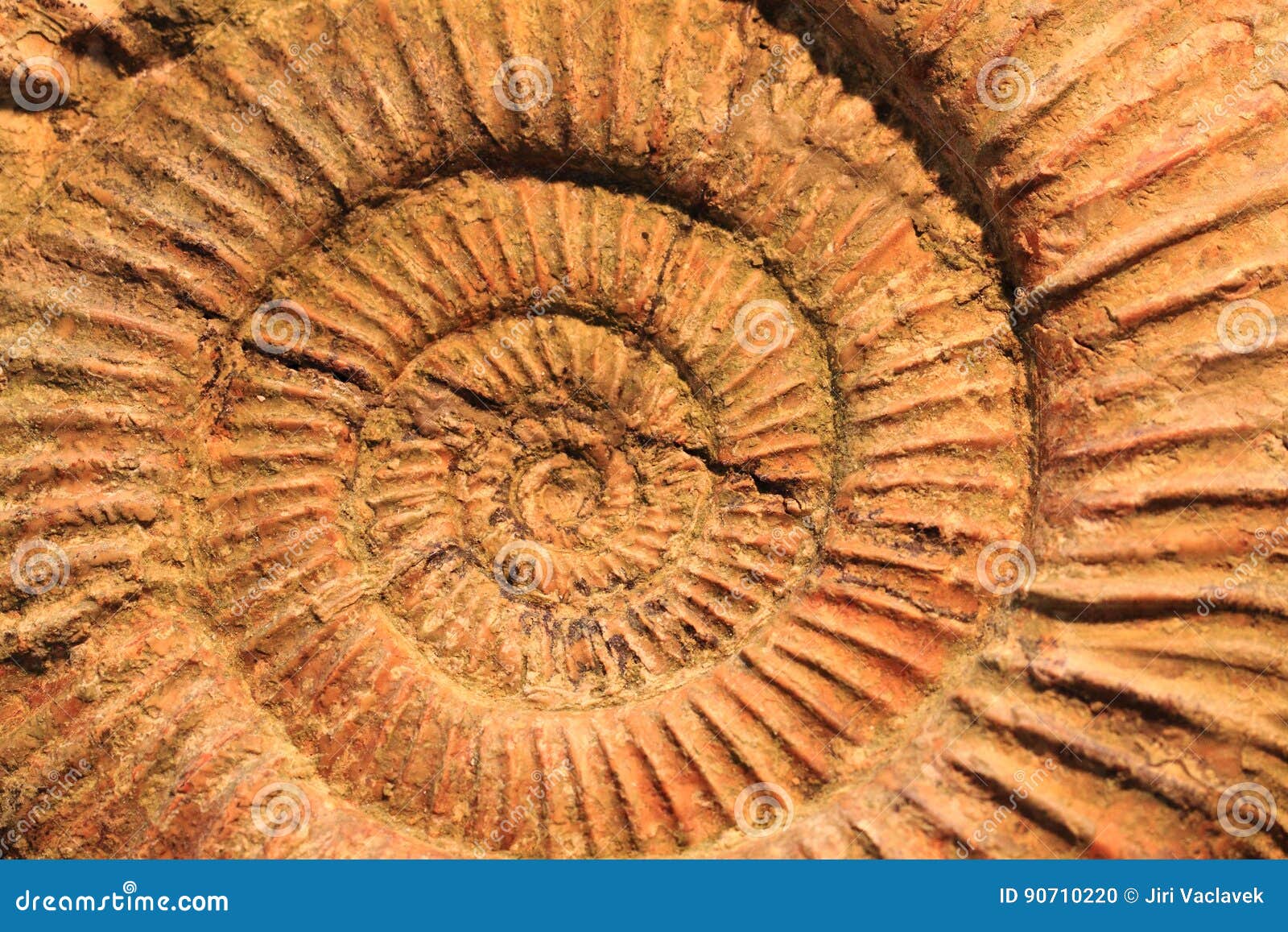 Ammonites fossil texture stock photo. Image of prehistory - 90710220