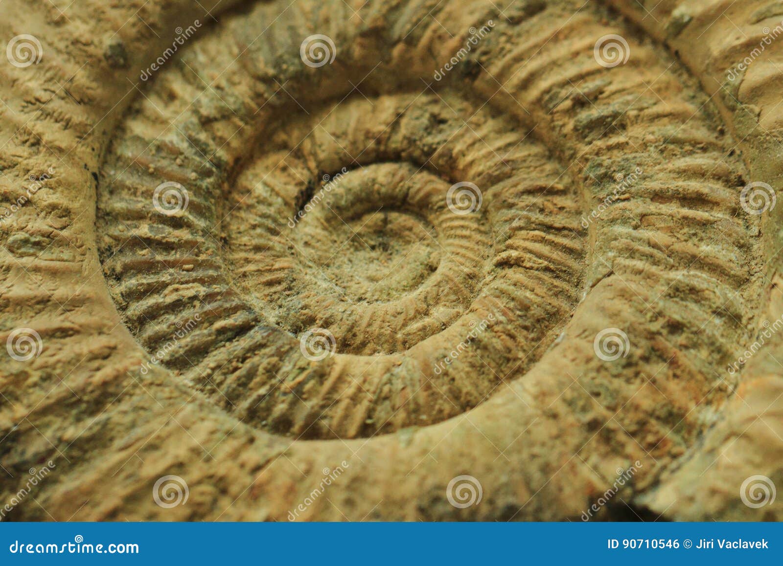 Ammonites fossil texture stock photo. Image of close - 90710546