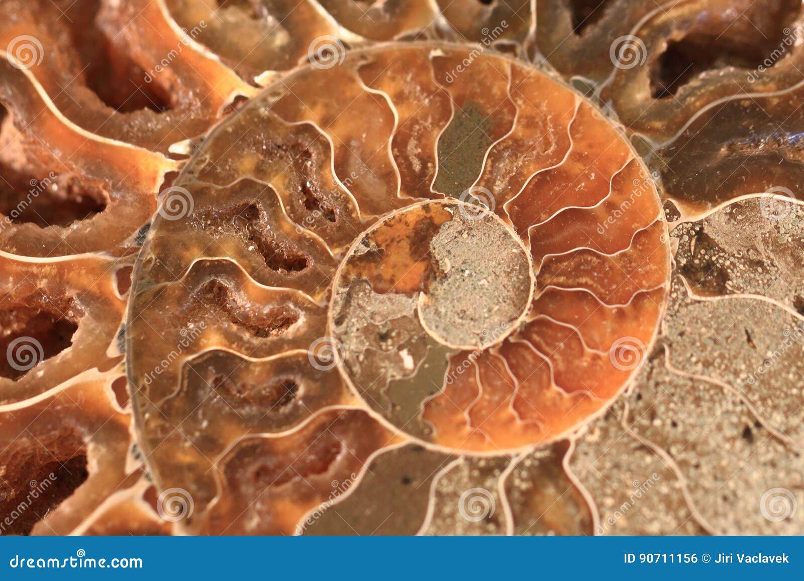 Ammonites fossil texture stock photo. Image of ammolite - 90711156