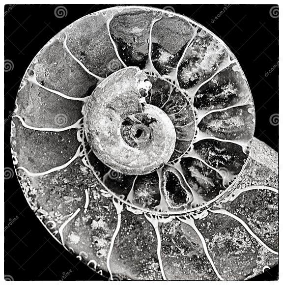 Ammonites, Large and Small. Stock Photo - Image of mineral, fibonacci ...