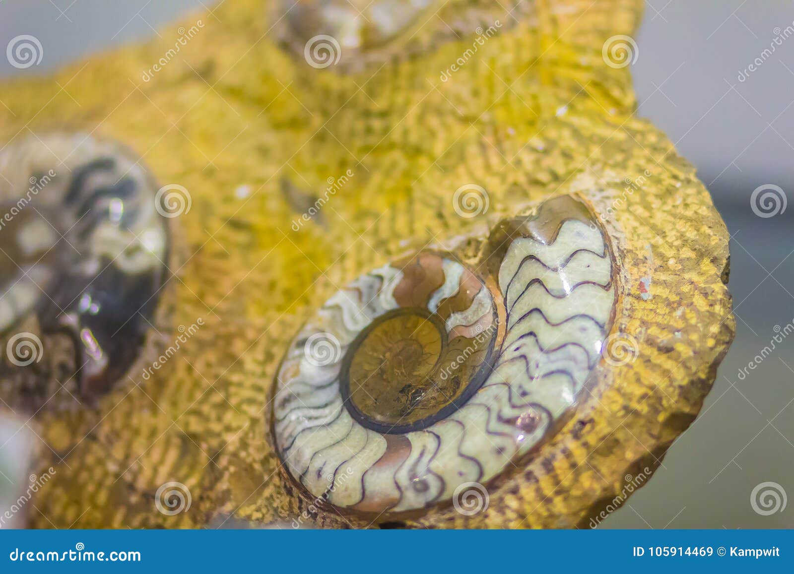 Ammonites are Perhaps the Most Widely Known Fossil. the Earliest Stock ... Ammonites are Perhaps the Most Widely Known Fossil. the Earliest Stock ...