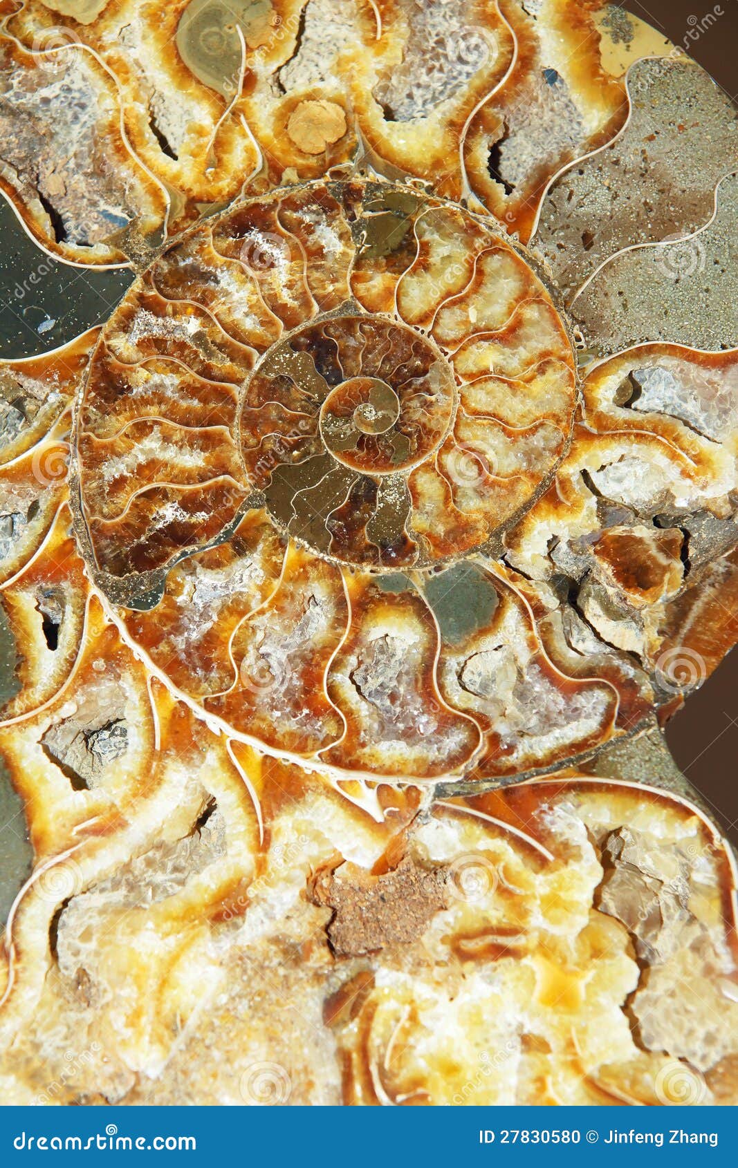 Ammonoid stock photo. Image of ammonoid, nature, snail - 27830580