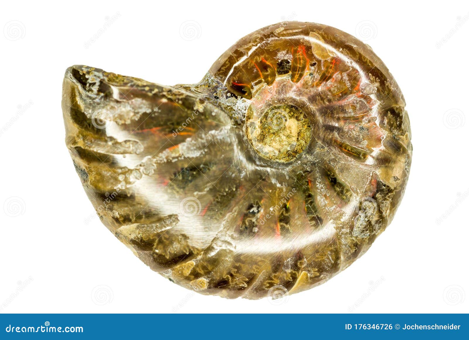 Ammonoid, Closeup of the Fossil Cut Out on White Stock Photo - Image of ...