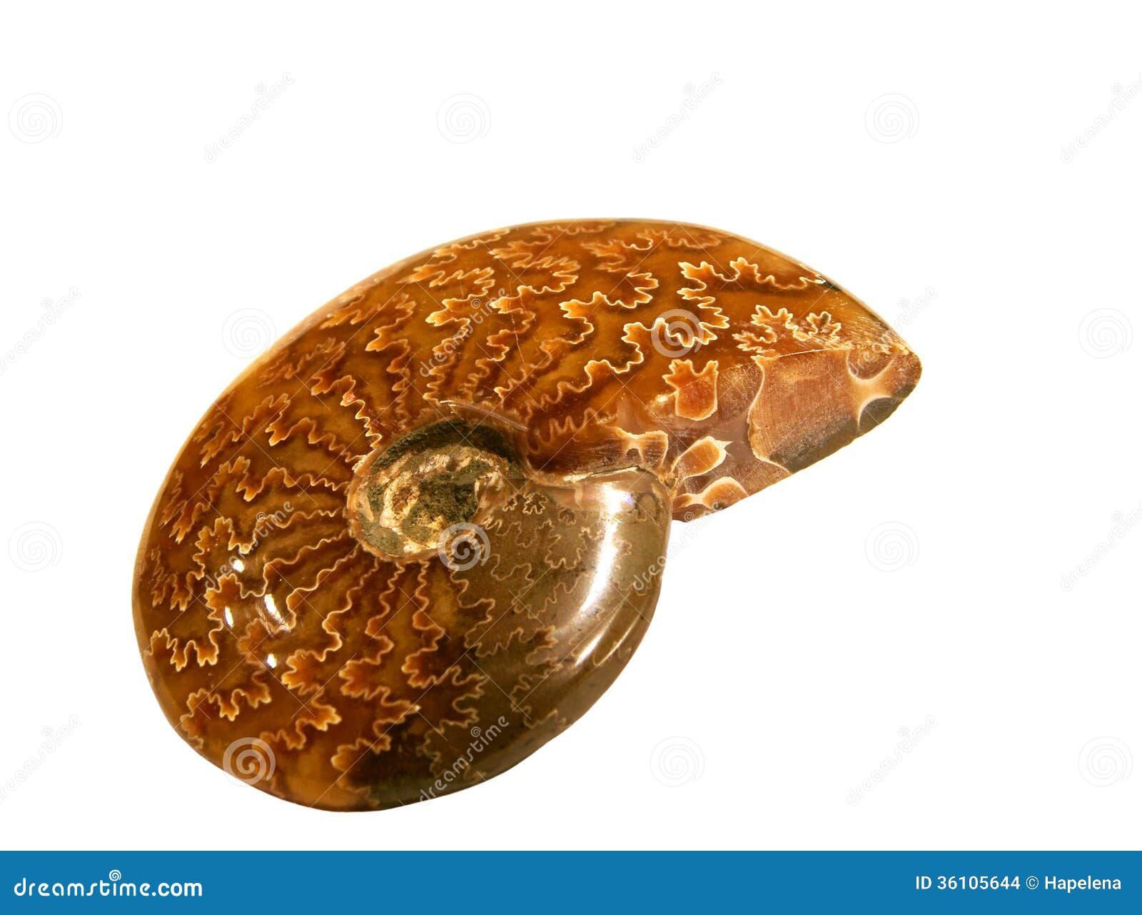 Ammonoidea Fossil stock photo. Image of pebble, mineralogy - 36105644