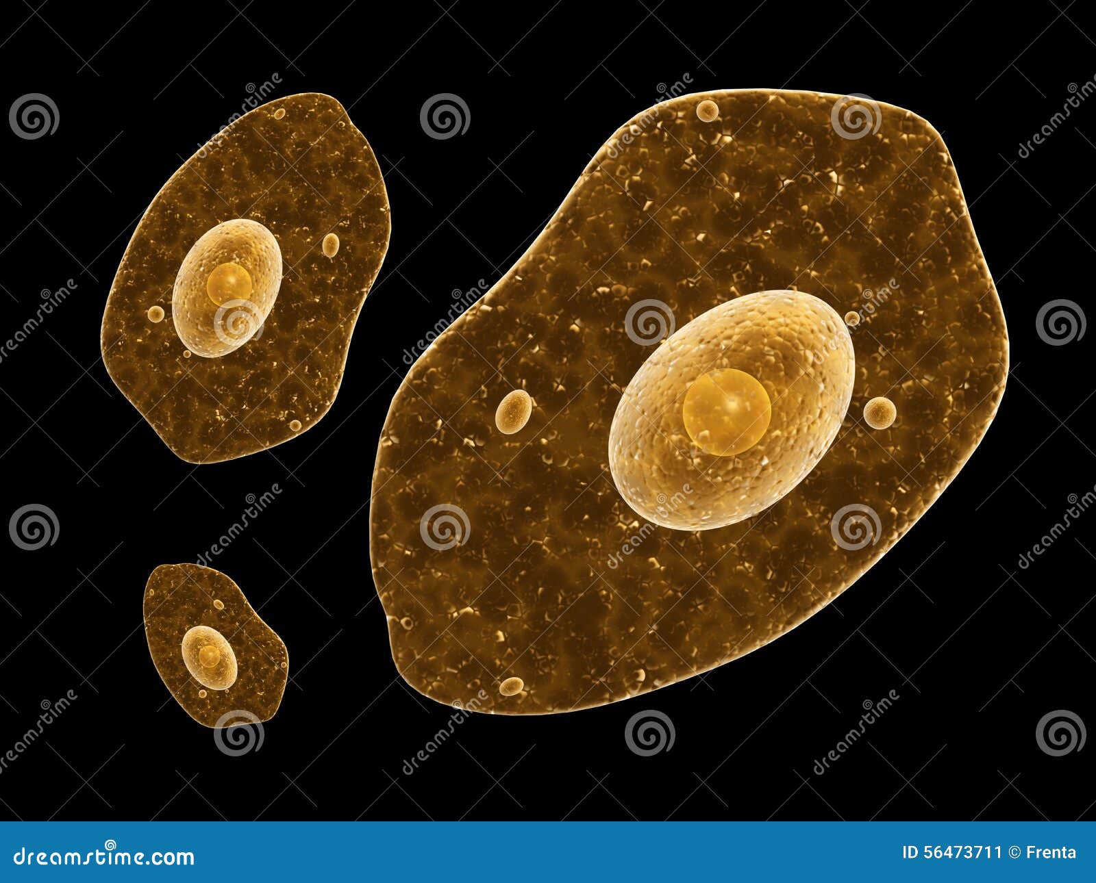 Amoeba on black background stock illustration. Illustration of problem ...