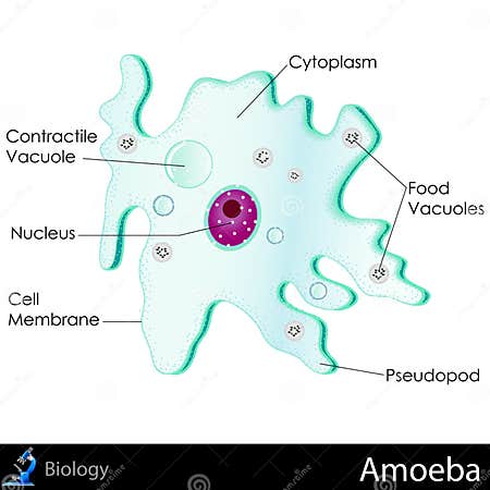 Amoeba Diagram stock vector. Illustration of cellular - 31976112