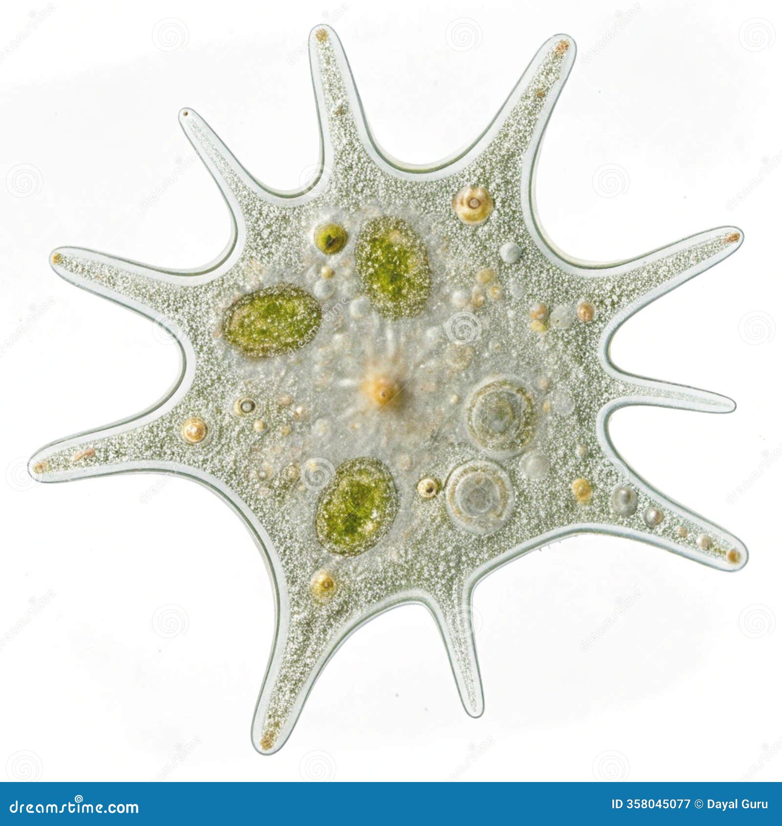 Amoeba on Transparent Background Stock Illustration - Illustration of ...