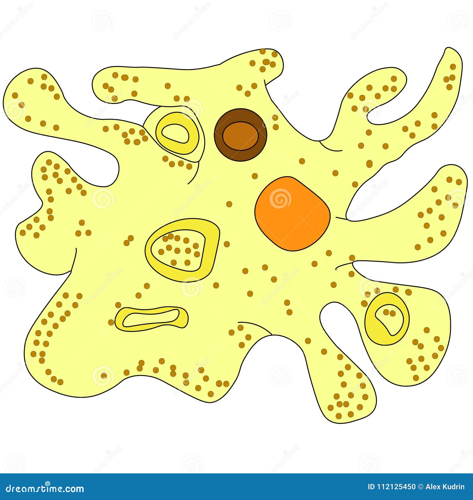 Amoeba proteus isolated stock vector. Illustration of isolated - 112125450