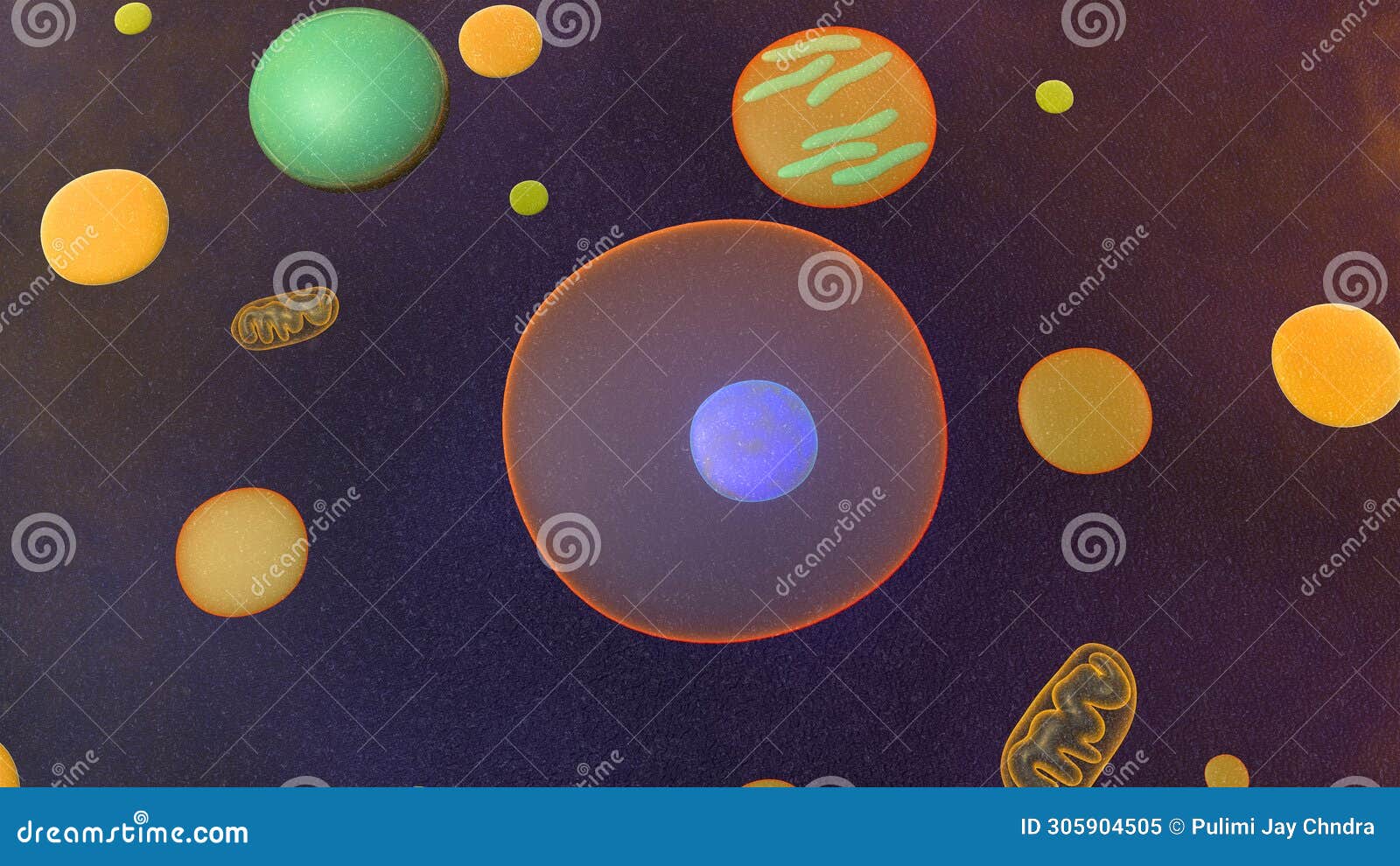 Amoeba Unicellular Organism 3d Illustration. Eukaryotic Organisms Stock ...