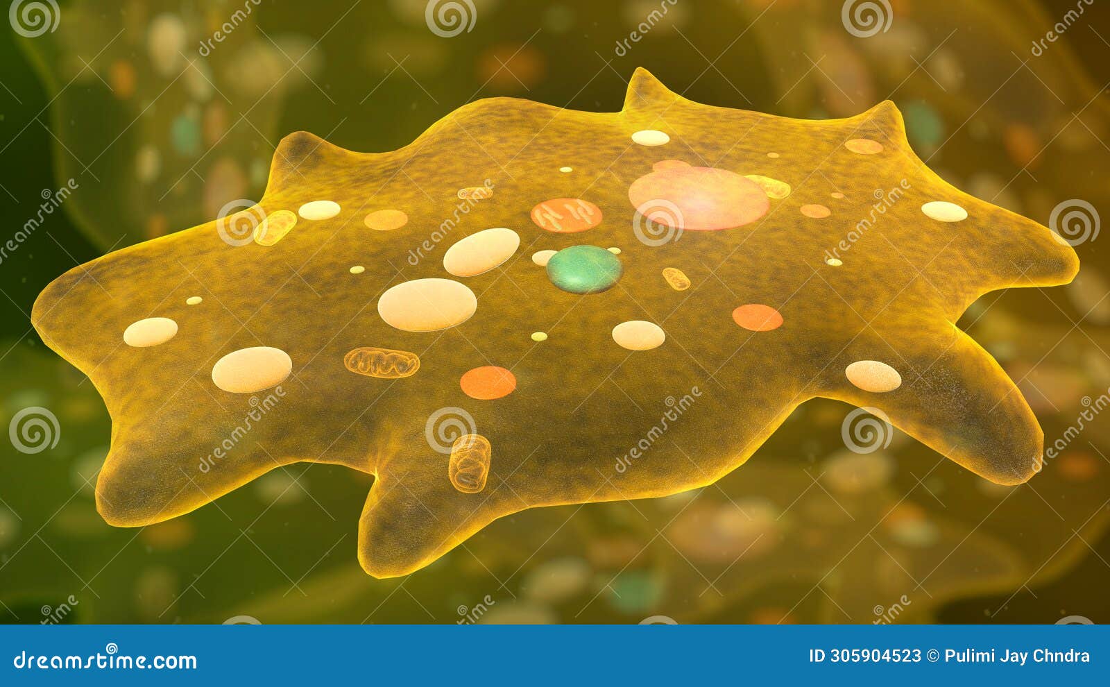 Amoeba Unicellular Organism 3d Illustration. Eukaryotic Organisms Stock ...