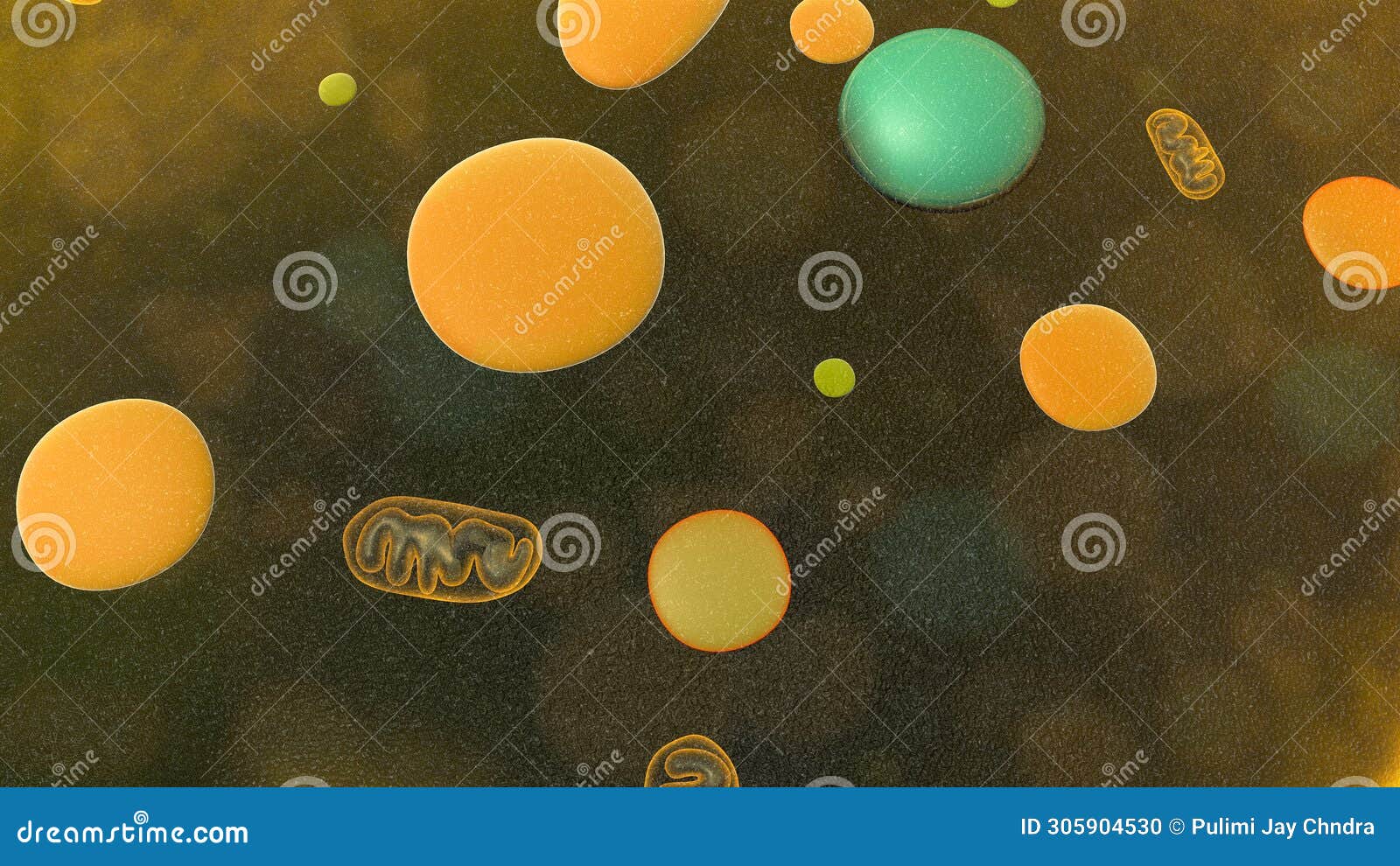 Amoeba Unicellular Organism 3d Illustration. Eukaryotic Organisms Stock ...