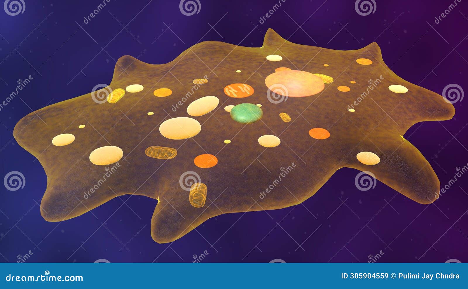 Amoeba Unicellular Organism 3d Illustration. Eukaryotic Organisms ...