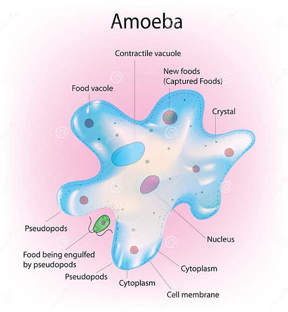 Parts of amoeba stock vector. Illustration of lesson - 321046965