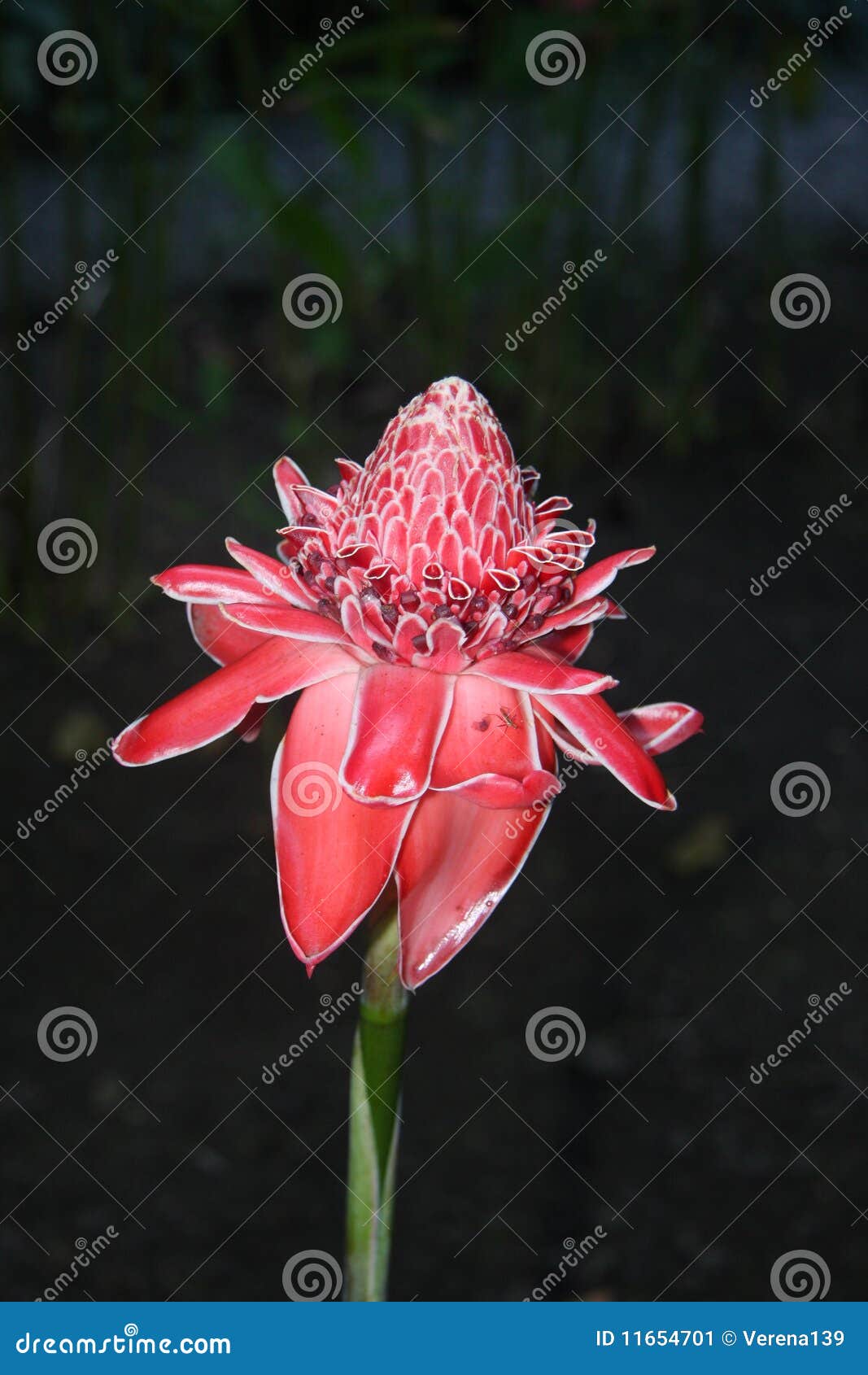 Amomum magnificum stock image. Image of magnificum, plants - 11654701