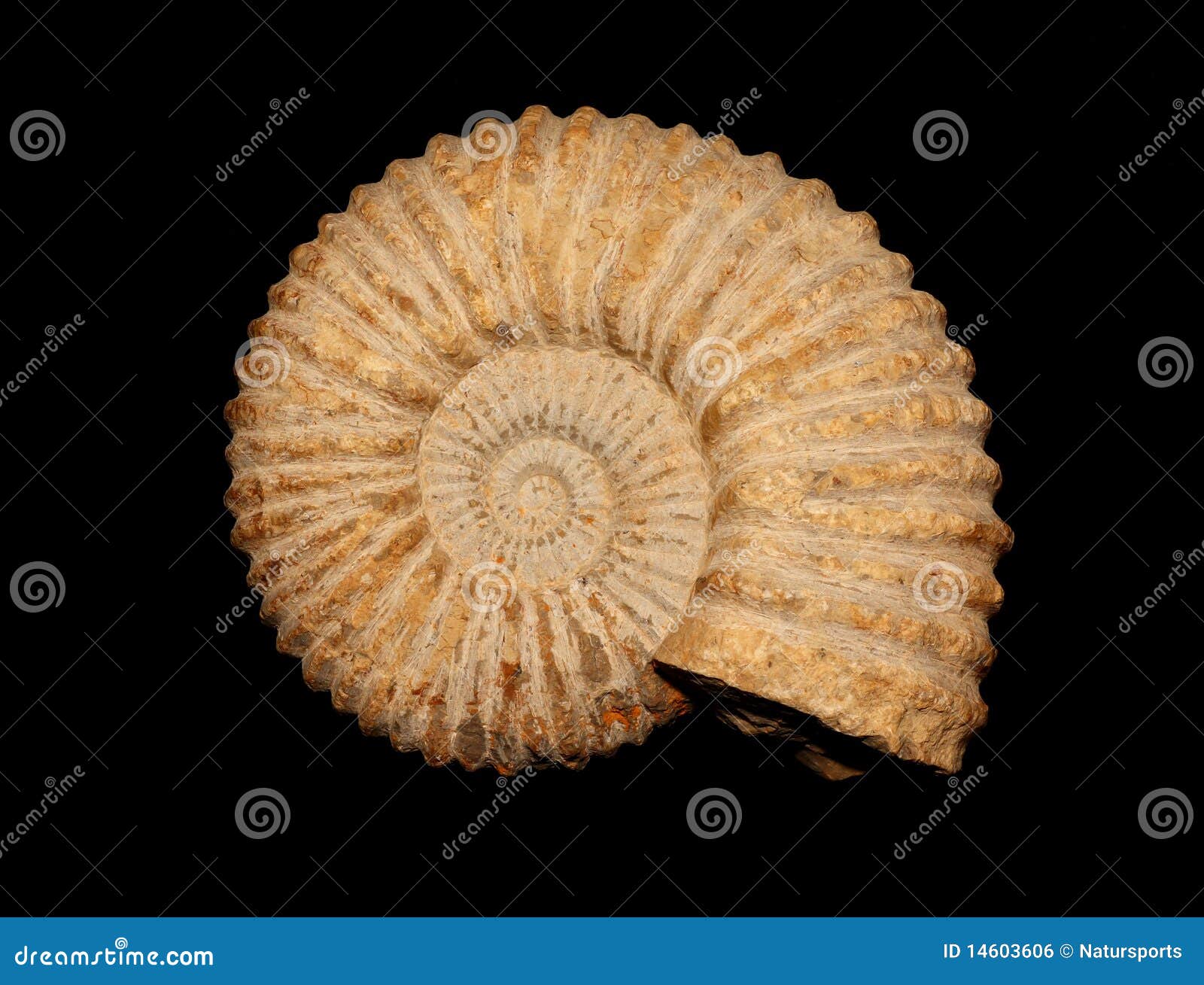 Amonitas foto de archivo. Imagen de roca, molusco, piedra - 14603606