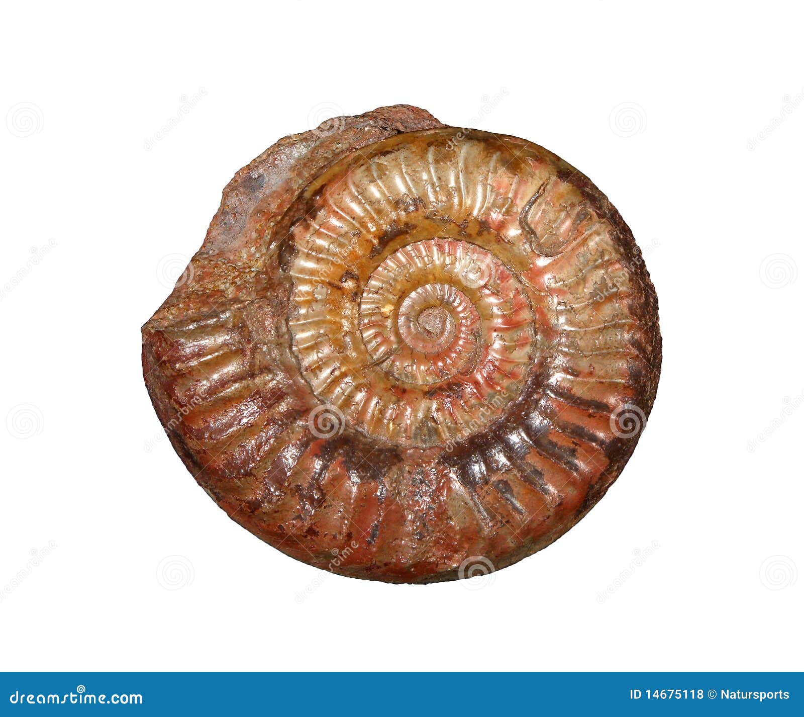 Amonitas foto de archivo. Imagen de prehistoria, espiral - 14675118