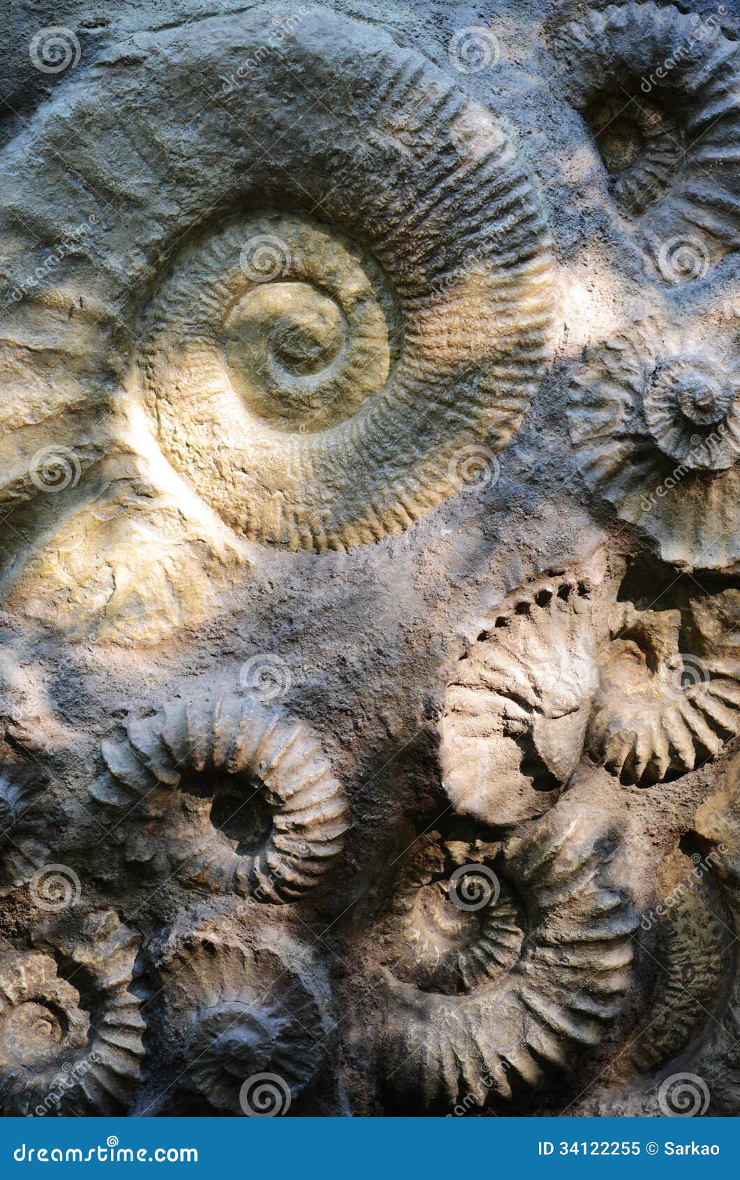 Amonitas imagen de archivo. Imagen de criatura, animal - 34122255