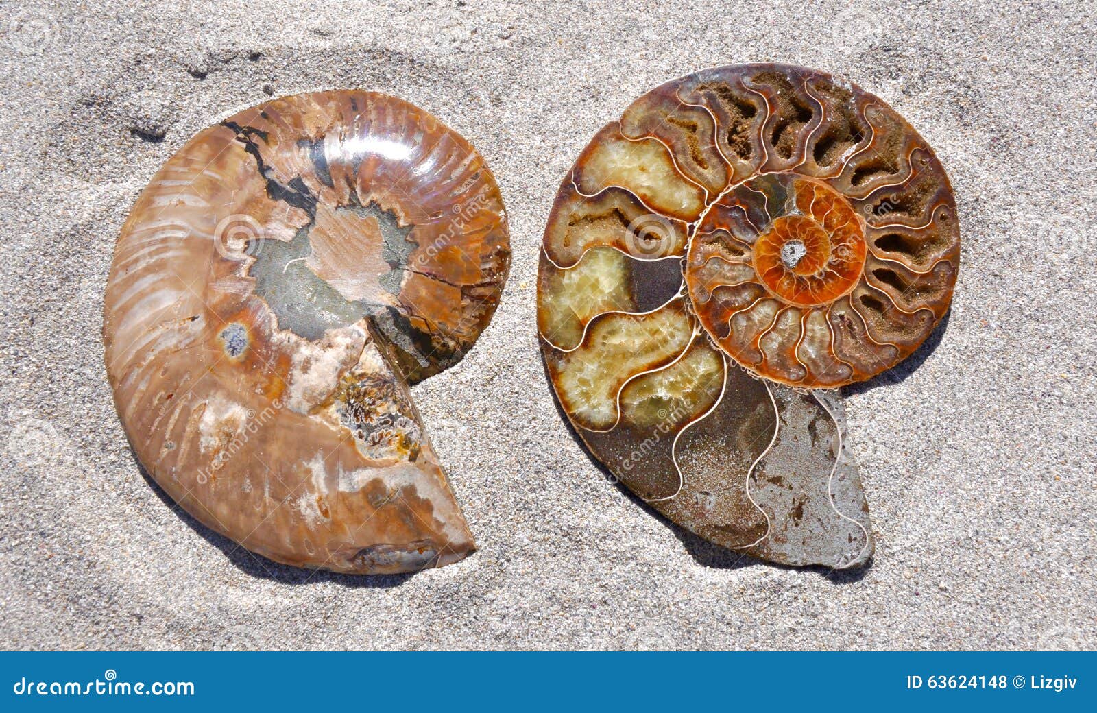 Amonitas: Frente Y Parte Posterior Foto de archivo - Imagen de textura ...
