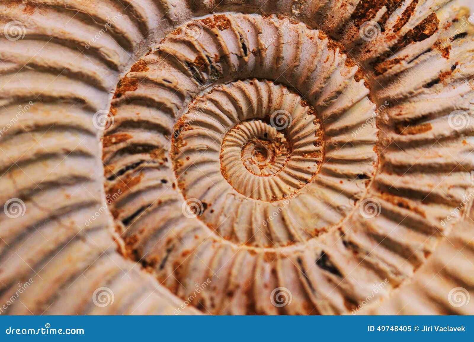 Fossil Background In Black White Texture. Excavation Backdrop. Royalty ...