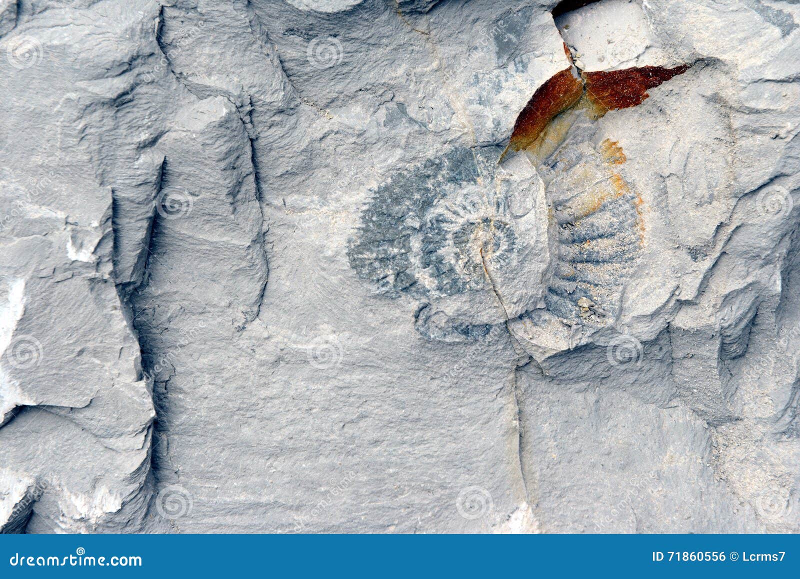 Amonite Fossil in Limestone. Stock Photo - Image of mineral ...