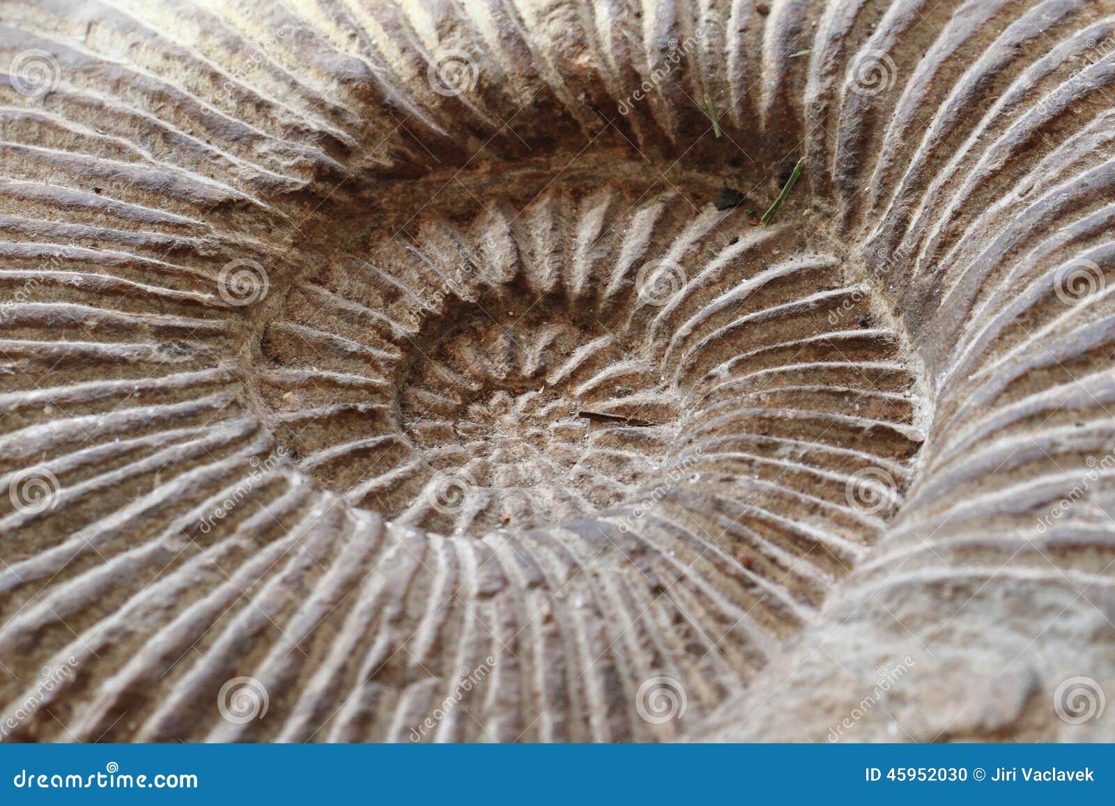 Fossil Background In Black White Texture. Excavation Backdrop. Royalty ...