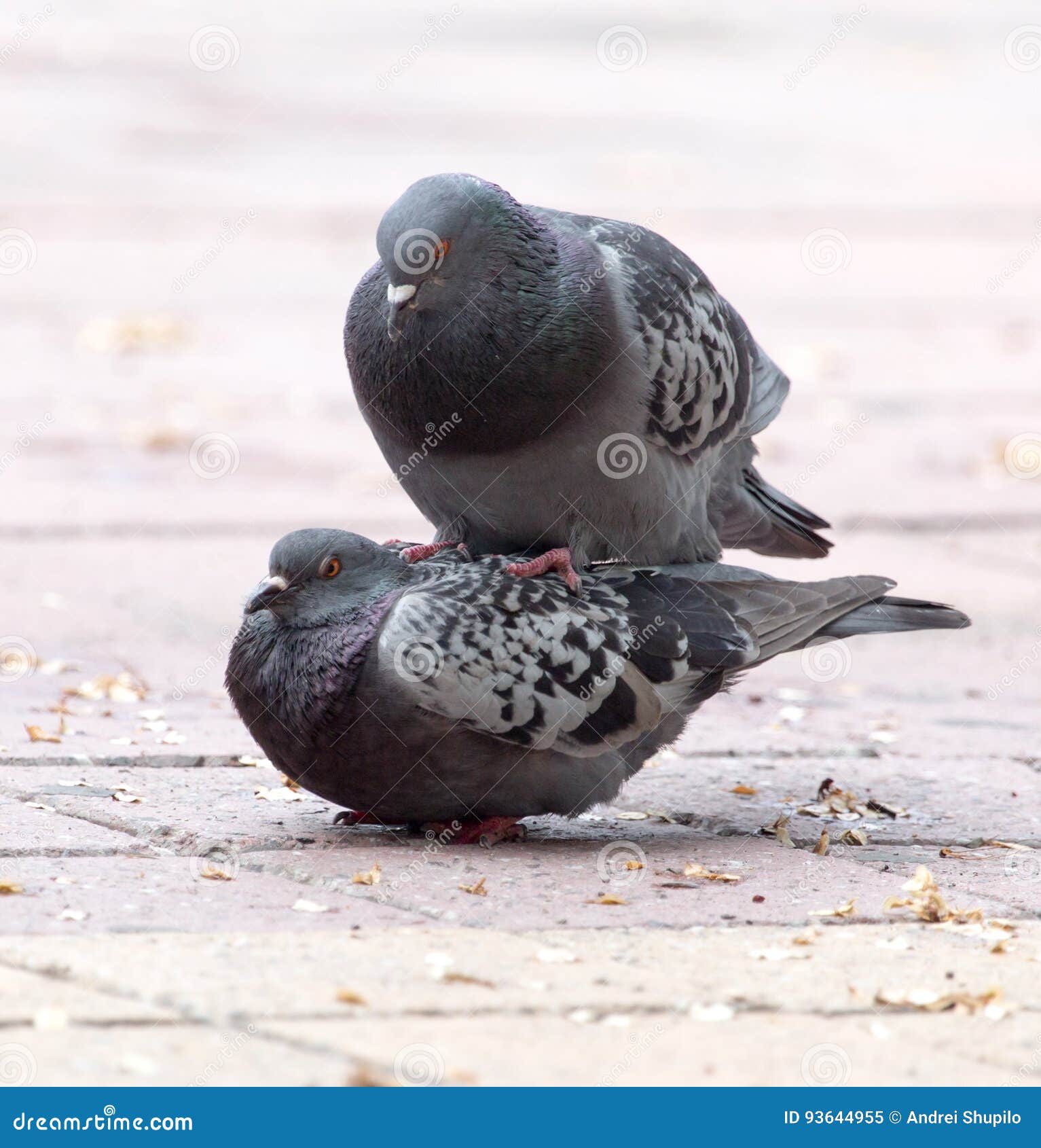 Amor De Dos Palomas En La Acera Imagen de archivo - Imagen de negro ...