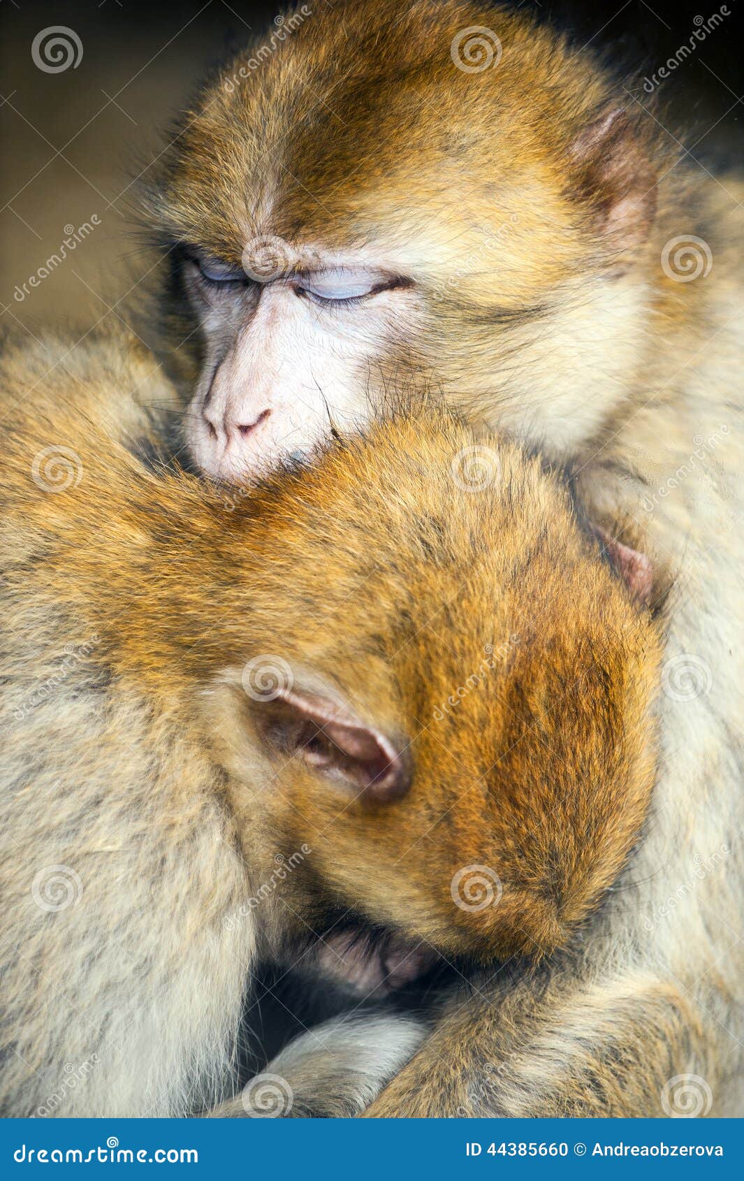 Amor del mono foto de archivo. Imagen de concepto, color - 44385660