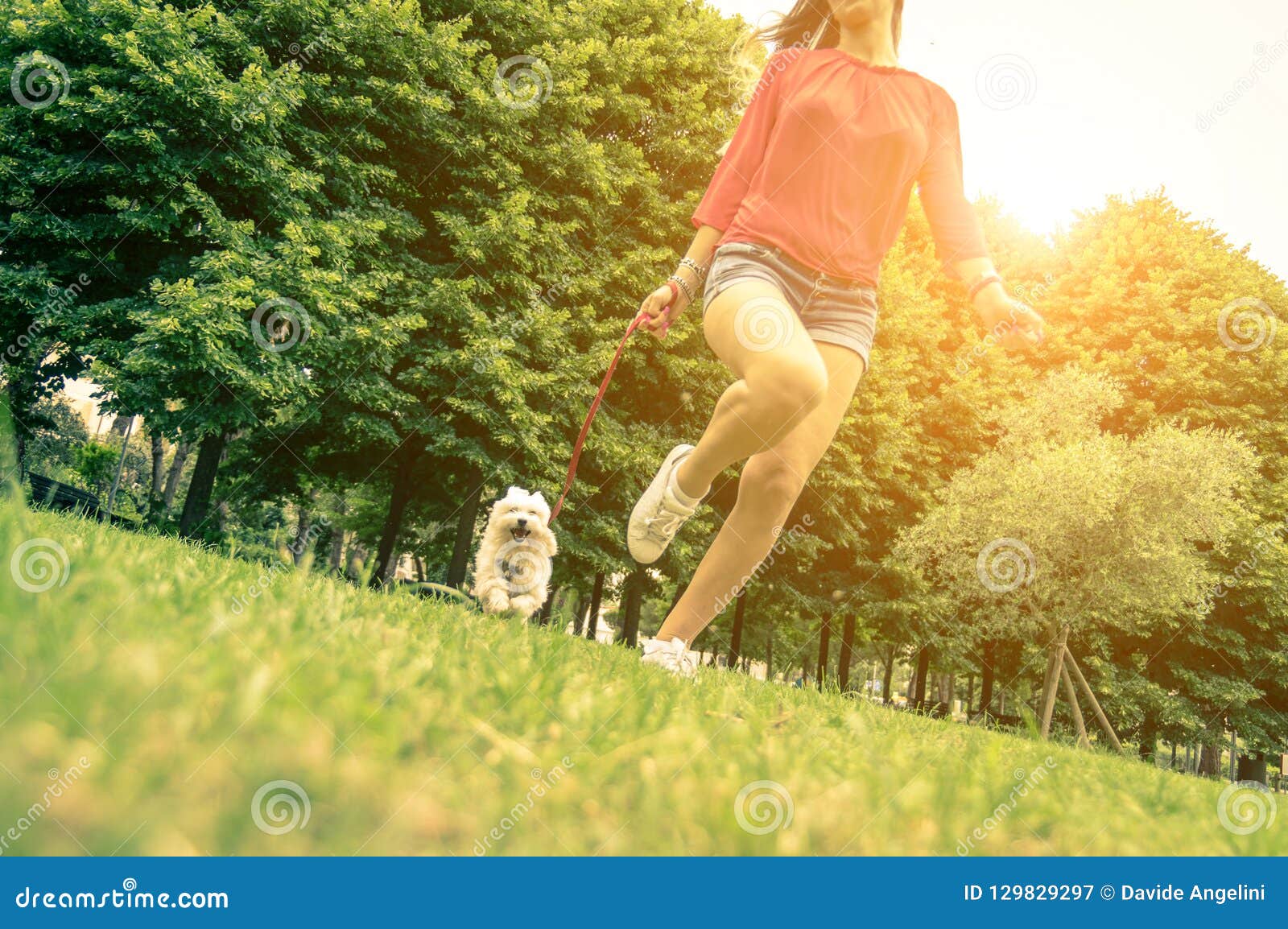 Amor Entre El Ser Humano Y El Perro Imagen de archivo - Imagen de ...