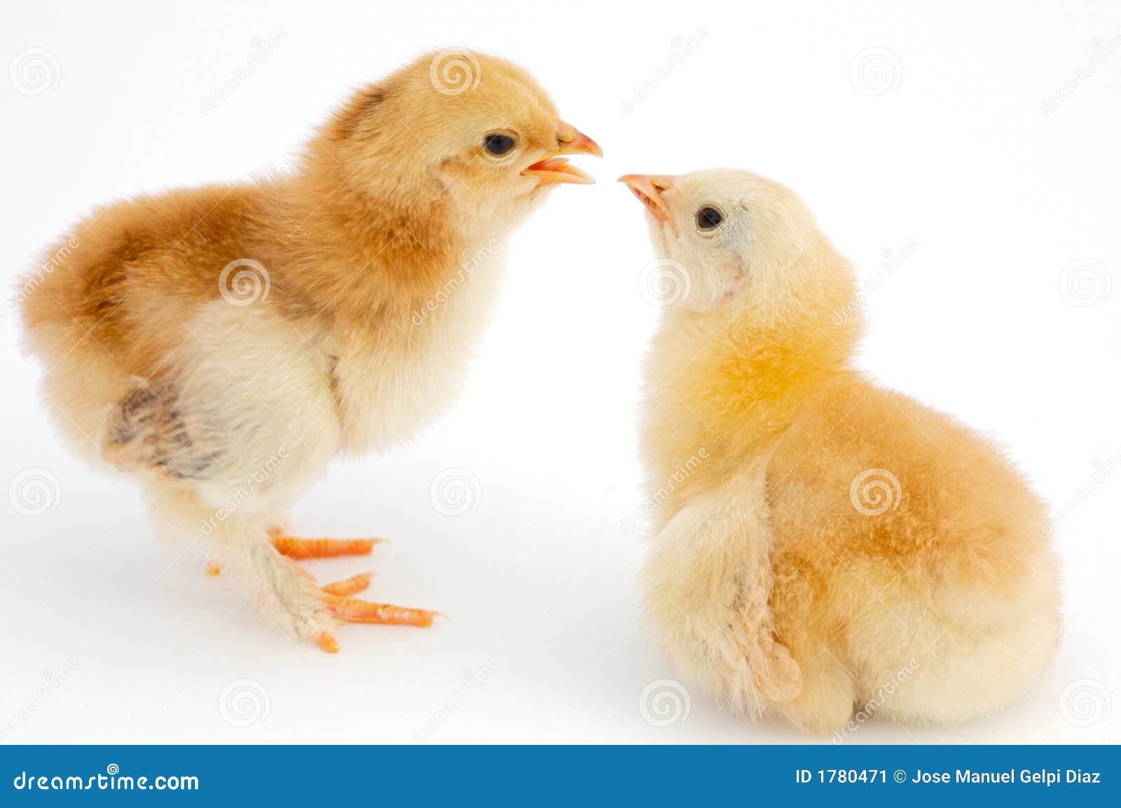 Amor entre los pollos imagen de archivo. Imagen de color - 1780471