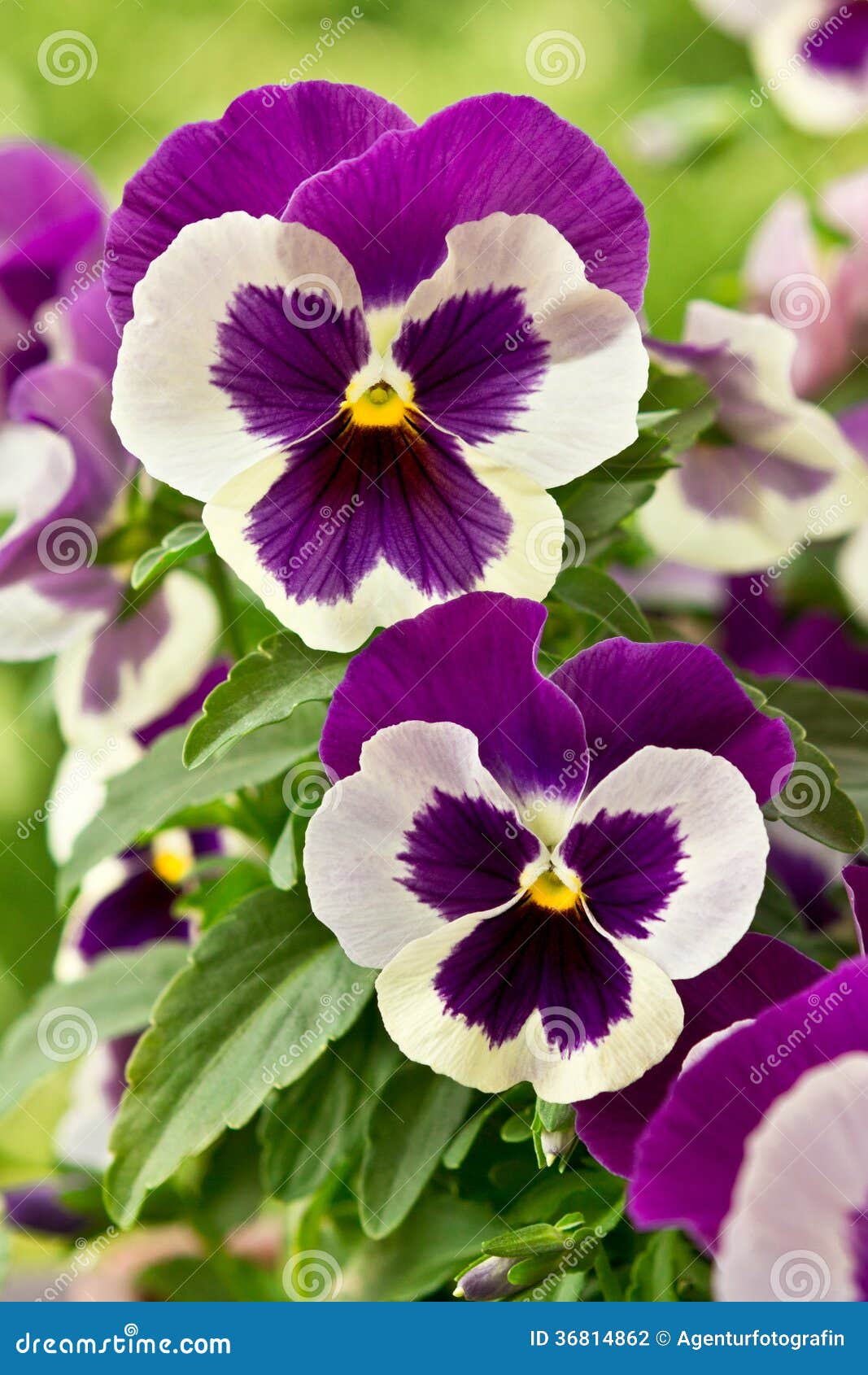 Amor Perfeito-flores Em Roxo E Em Branco Foto de Stock - Imagem de ...
