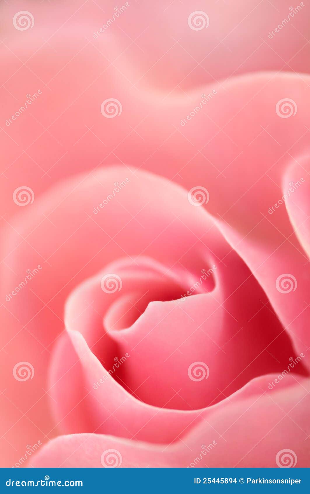 Amor romántico Rose foto de archivo. Imagen de modelo - 25445894