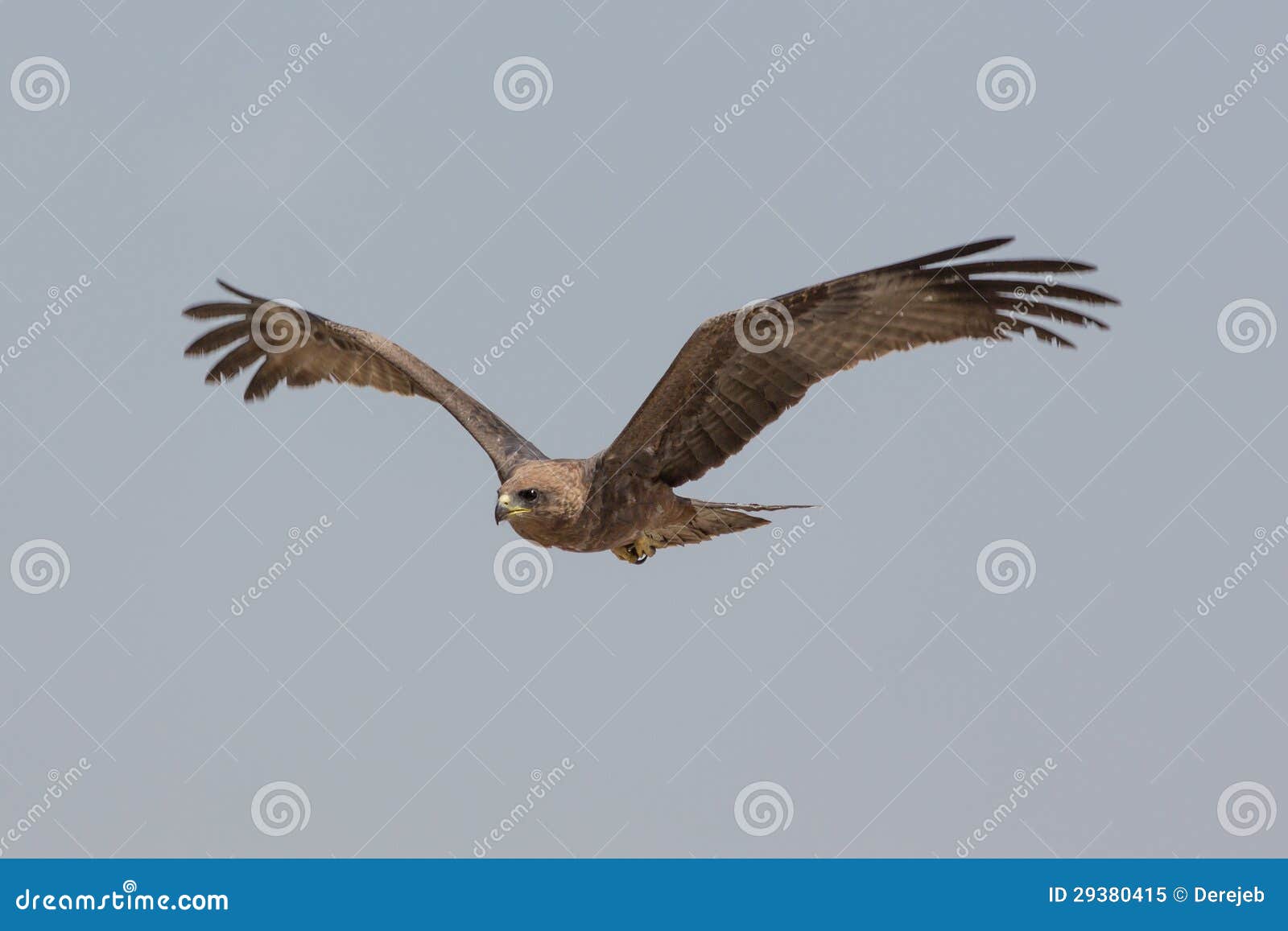 Amora in flight stock image. Image of buzzard, bird, flight - 29380415