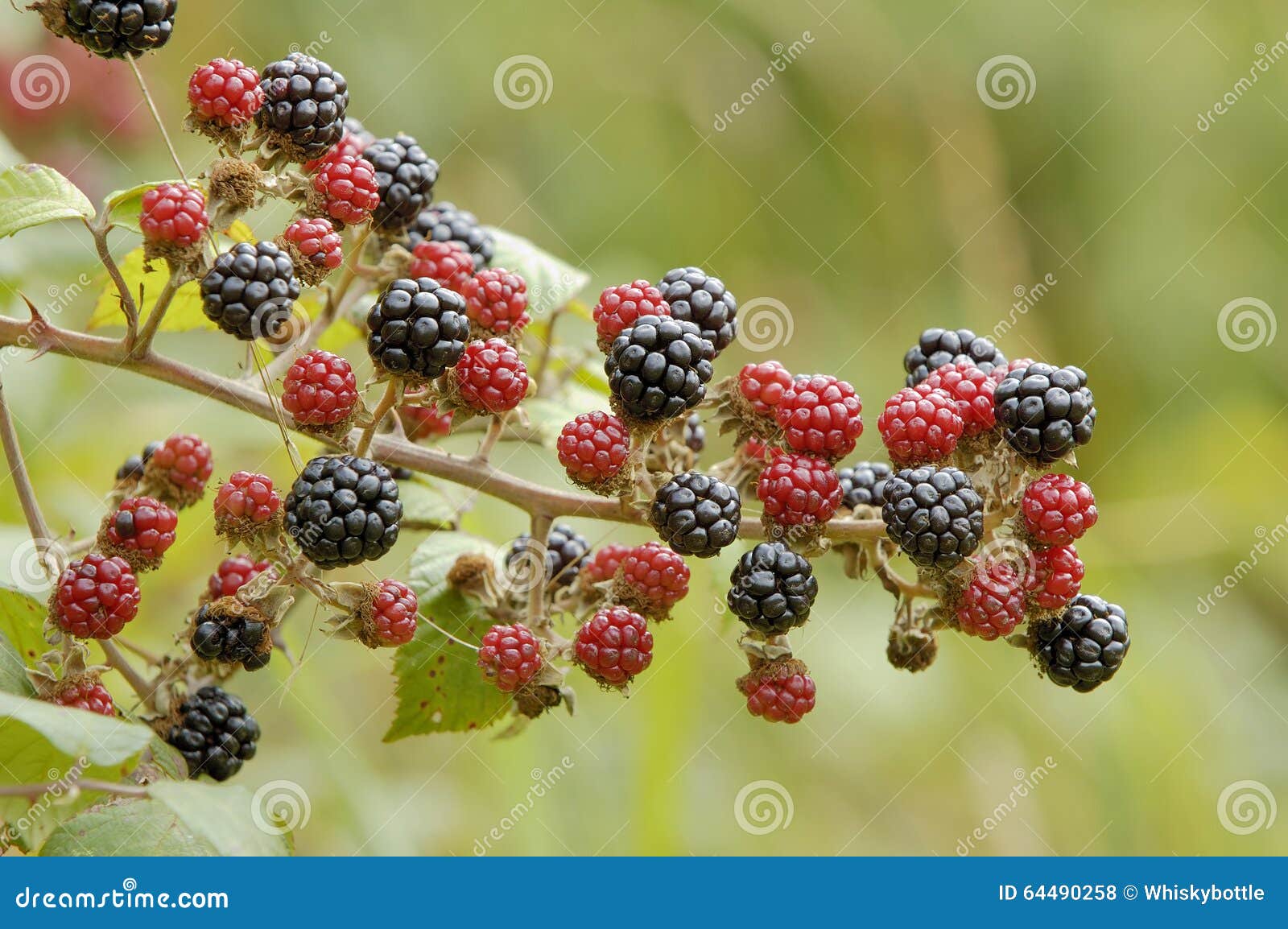 Amora Ou Blackberry Selvagem Foto de Stock - Imagem de horizontal ...