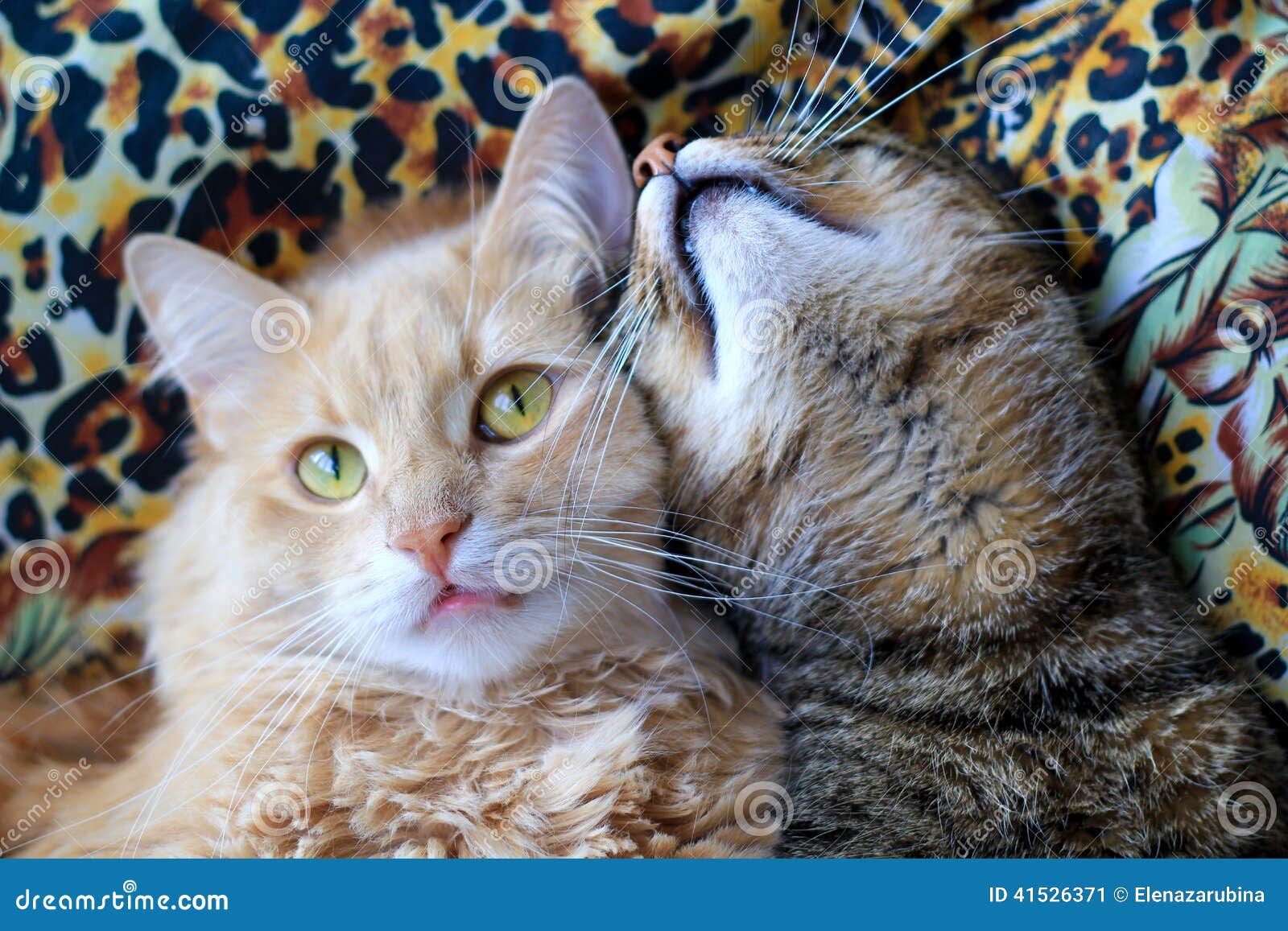 Amore del gatto immagine stock. Immagine di sonno, amore - 41526371