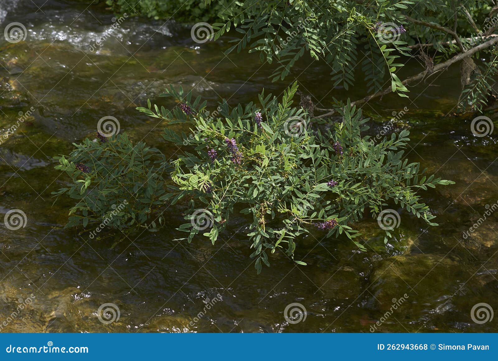 Amorpha Fruticosa Shrub in Bloom Stock Photo - Image of fruticosa ...