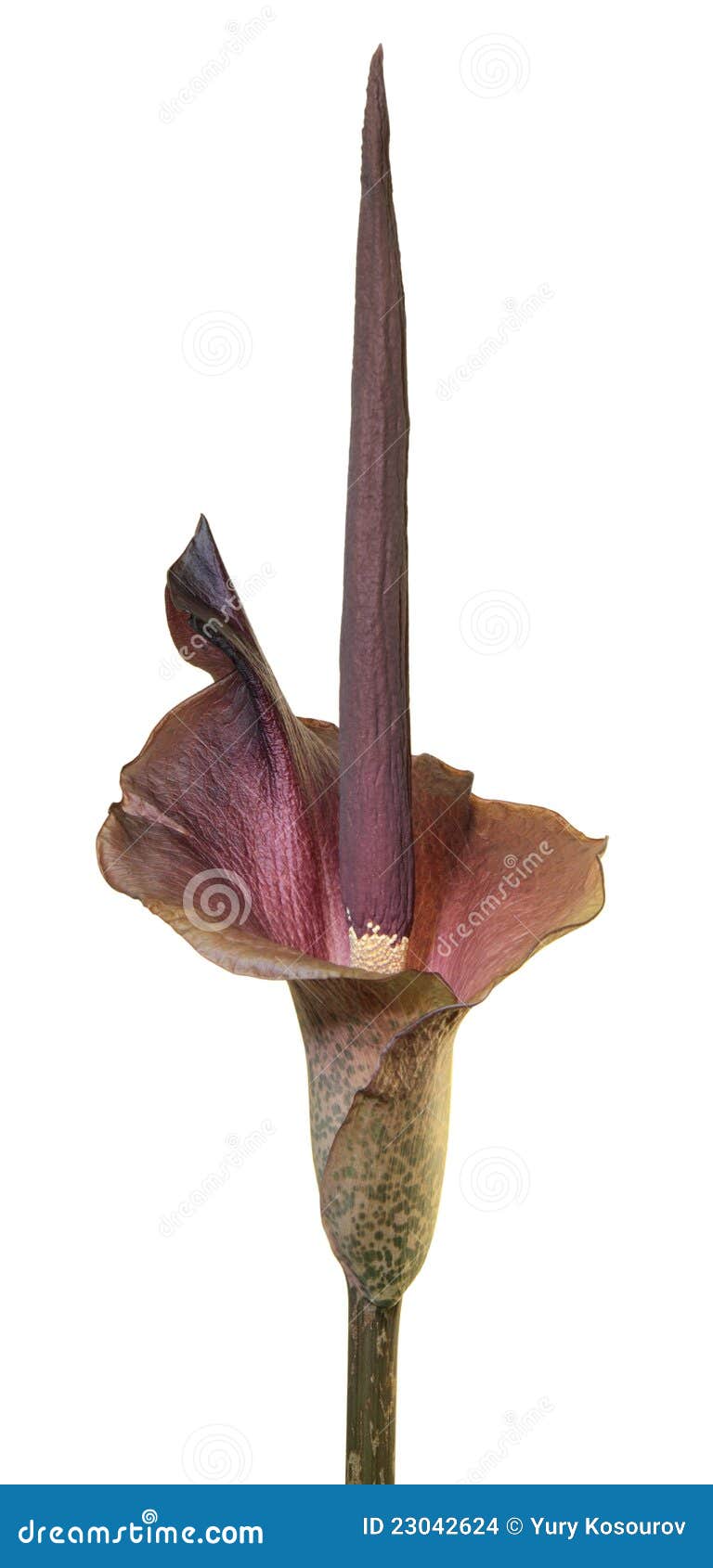 Amorphophallus stock photo. Image of unusual, plant, tropical - 23042624