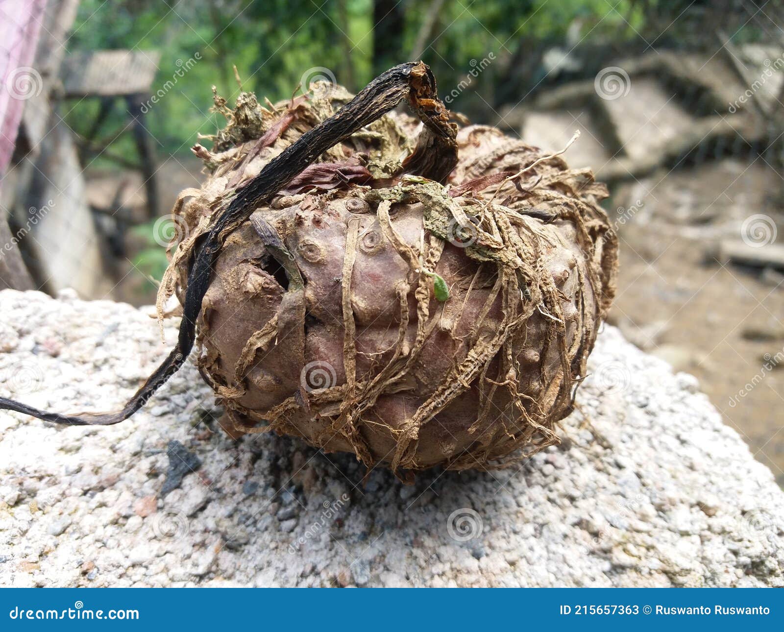 Amorphophallus Muelleri Fruit Stock Image - Image of vegetable, autumn ...