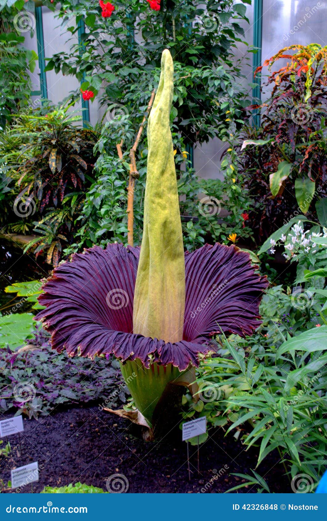Amorphophallus stock photo. Image of plants, bloom, tropical - 42326848