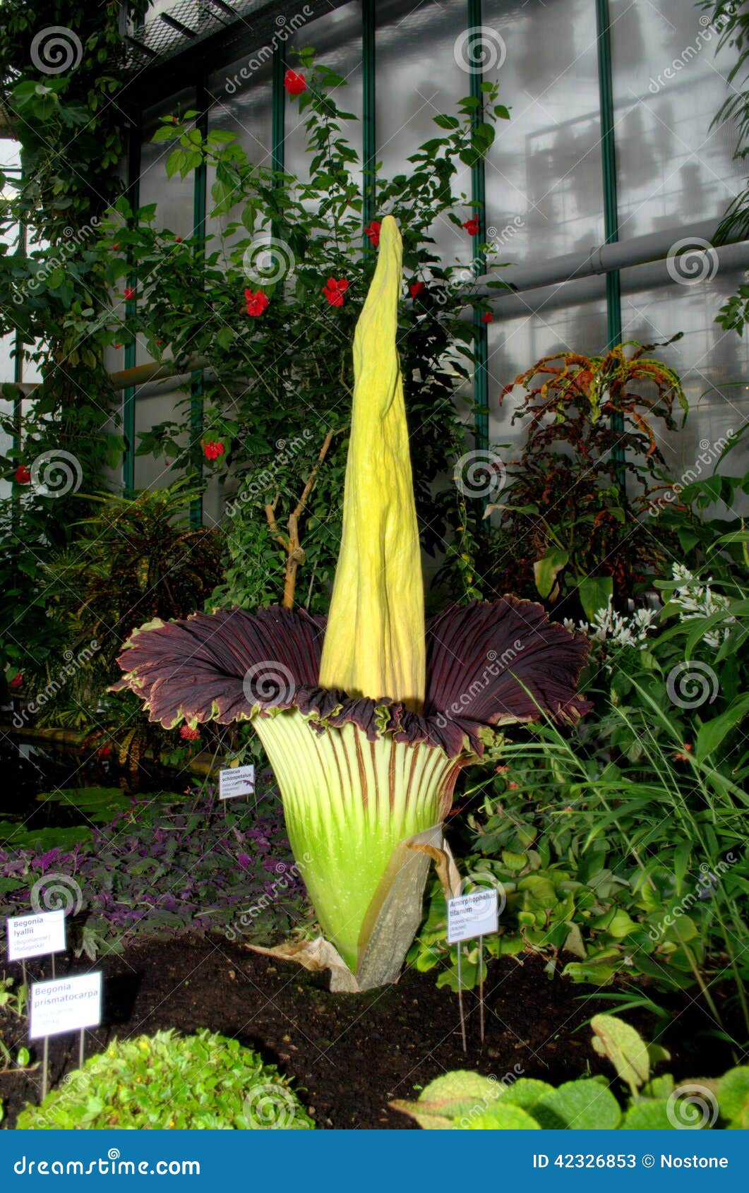 Amorphophallus stock image. Image of spathe, botanical - 42326853