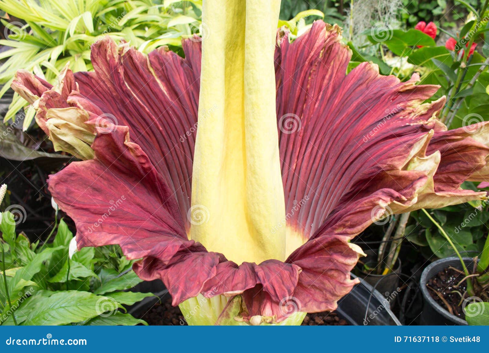 Amorphophullus Titanium ( Corpse Flower) Stock Photo - Image of beetles ...
