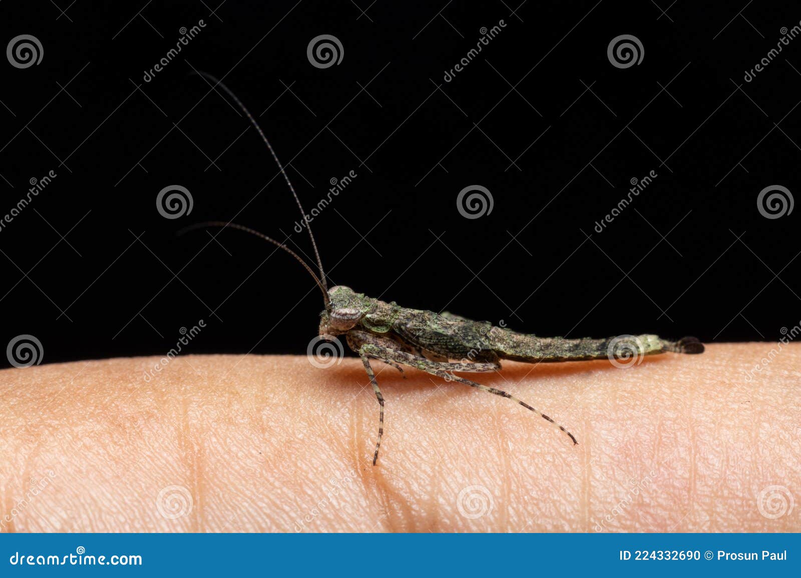 Amorphoscelis Mantis Stock Photos - Free & Royalty-Free Stock Photos ...