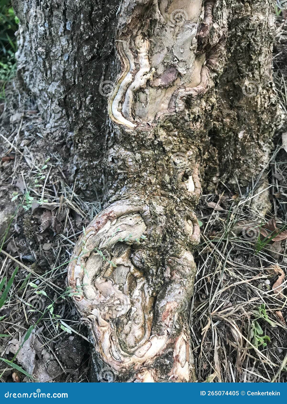 Amorphous tree trunk stock image. Image of outdoor, details - 265074405