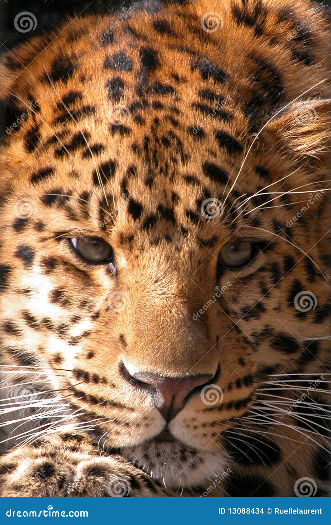 Amour panter stock photo. Image of leopard, panter, feline - 13088434