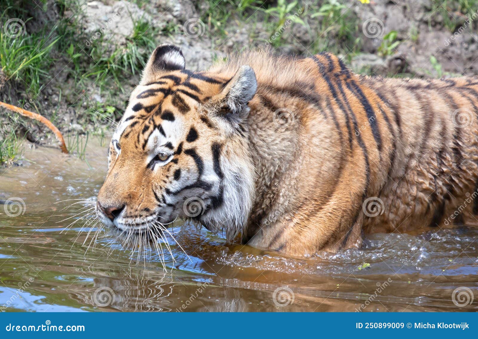 Amour Tiger in the Water, Cooling Down or Playing Stock Image - Image ...